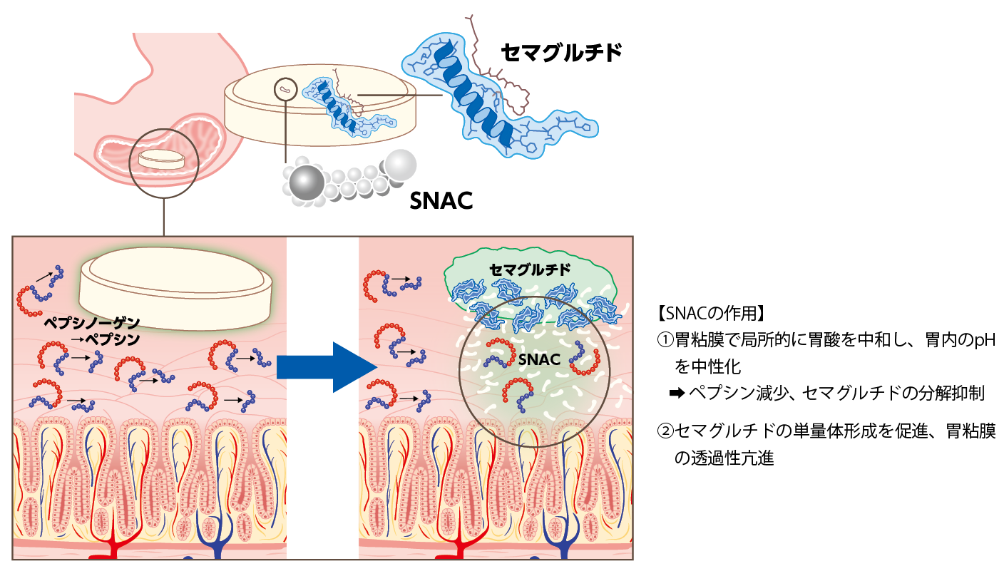 5．GLP-1受容体作動薬による2型糖尿病治療 | 糖尿病・内分泌プラクティスWeb